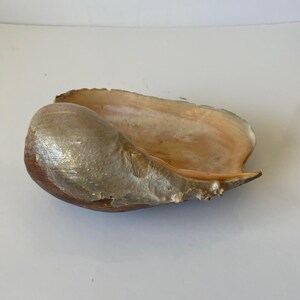 Melo Melo Seashell Marine Life Artifact Fish Tank or Terrarium Decor - Etsy