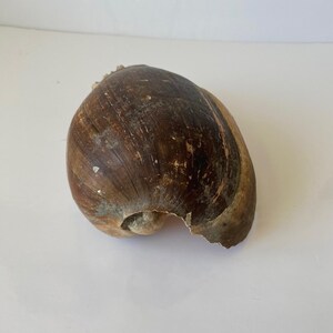 Melo Melo Seashell Marine Life Artifact Fish Tank or Terrarium Decor - Etsy