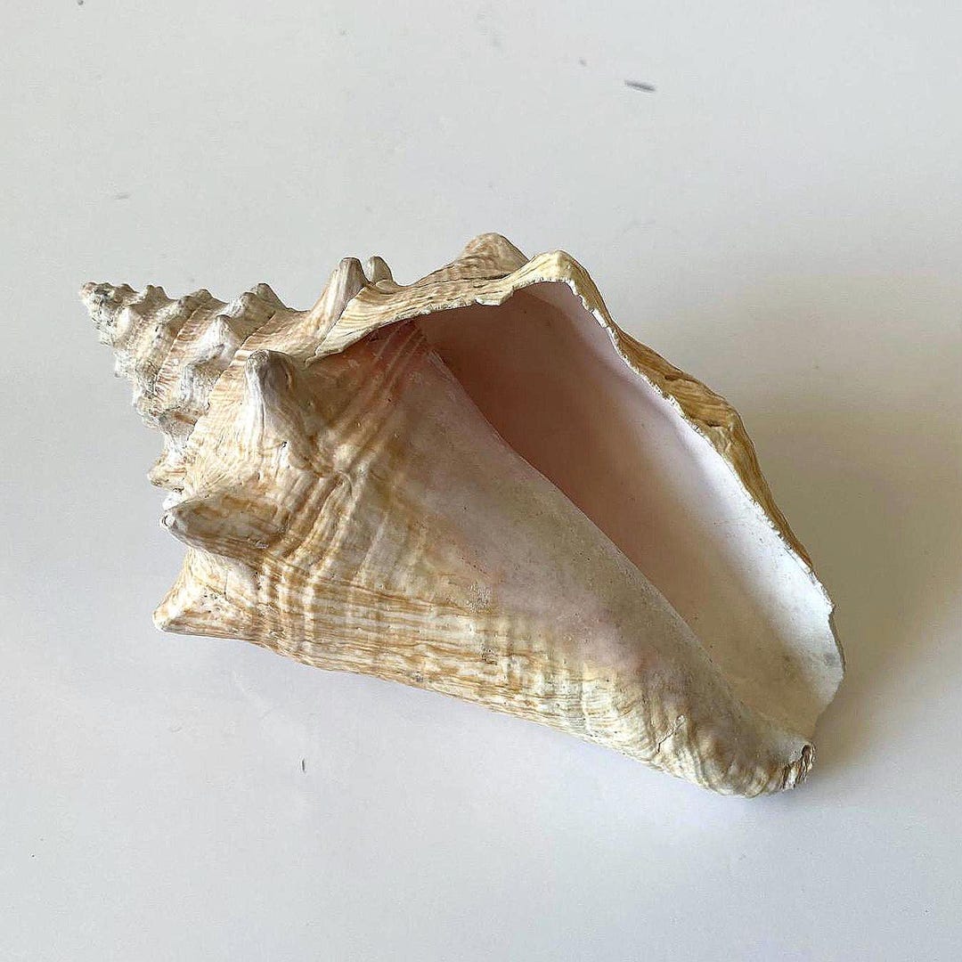 CONCH SEASHELL NATURAL Marine Life Artifact Fish Tank or Terrarium ...
