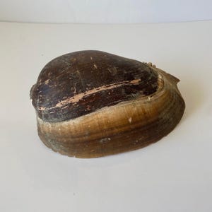 Melo Melo Seashell Marine Life Artifact Fish Tank or Terrarium Decor - Etsy