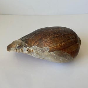 Melo Melo Seashell Marine Life Artifact Fish Tank or Terrarium Decor - Etsy