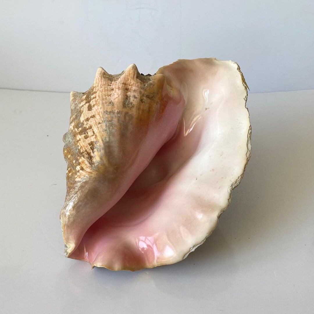 Large Conch Seashell: Natural Marine Life Artifact, Old - Etsy