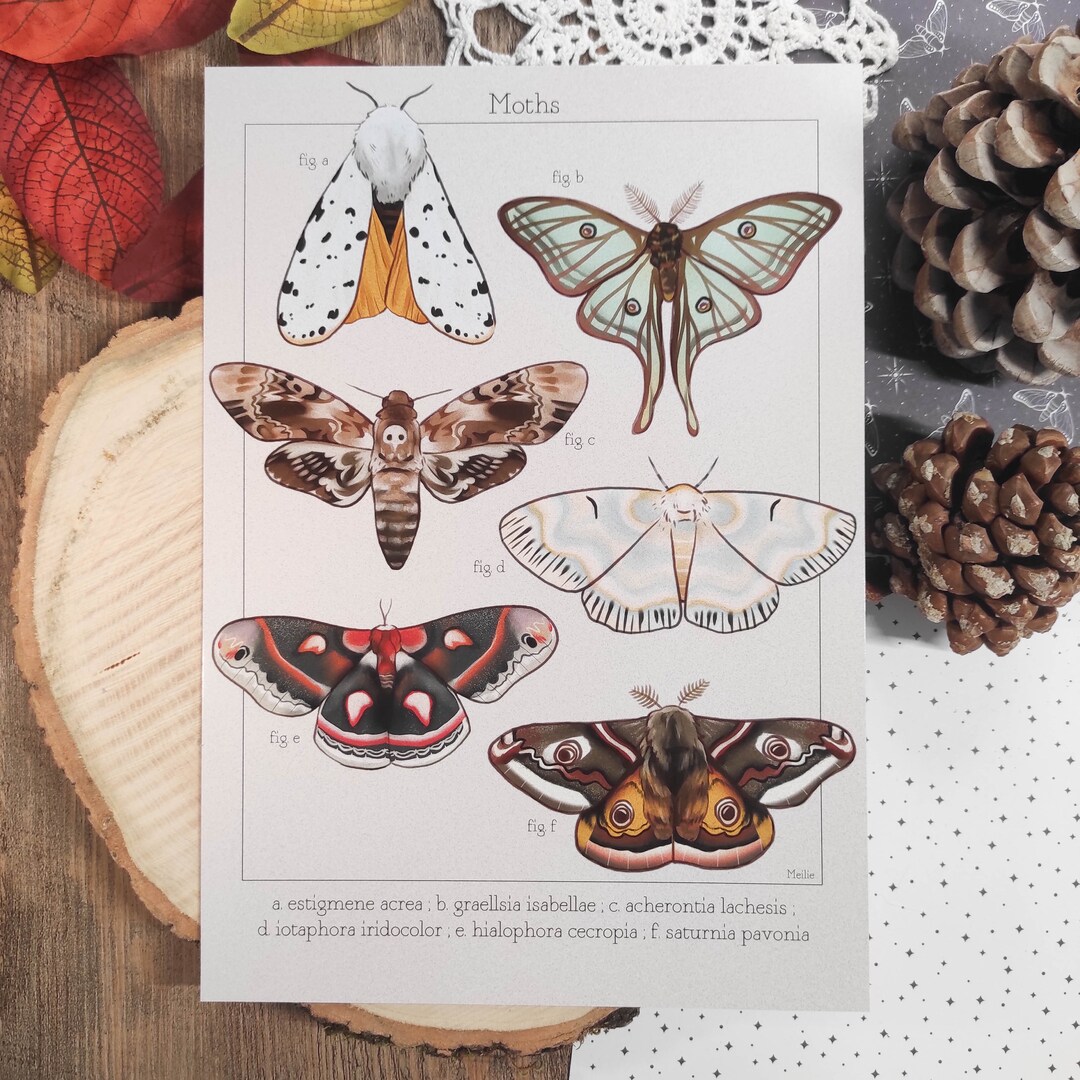 Poster A4 Moths Vintage Study Art, Illustration, Aesthetic, Butterflies ...