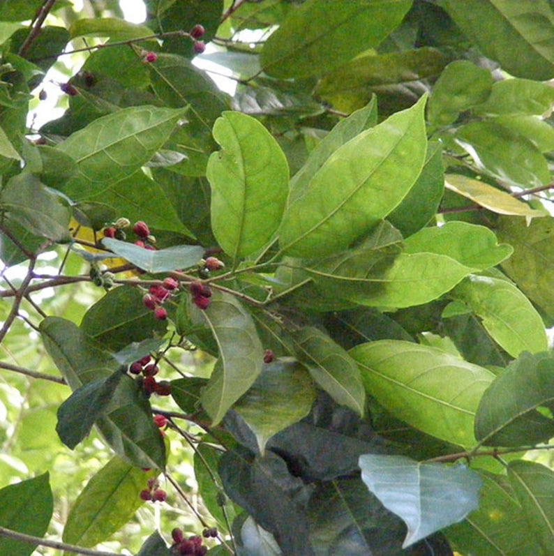 Ra Moon Trophis Racemosa Jamaican Wild Craft Raw Moon - Etsy