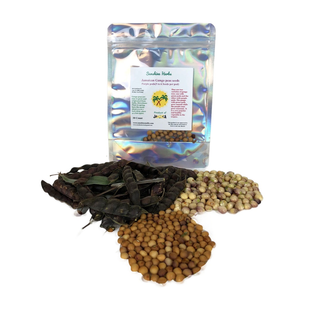 Gungo Peas Seeds, Pigeon Peas for Planting, Jamaican Species, Purple ...