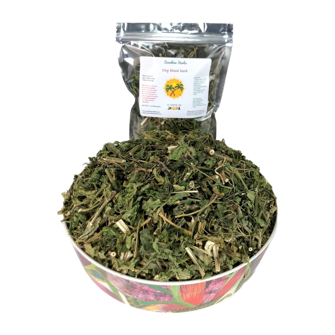 Jamaican Dog Blood Herb Fertility Bush Rivina Humilis Pigeon Berry Pure ...
