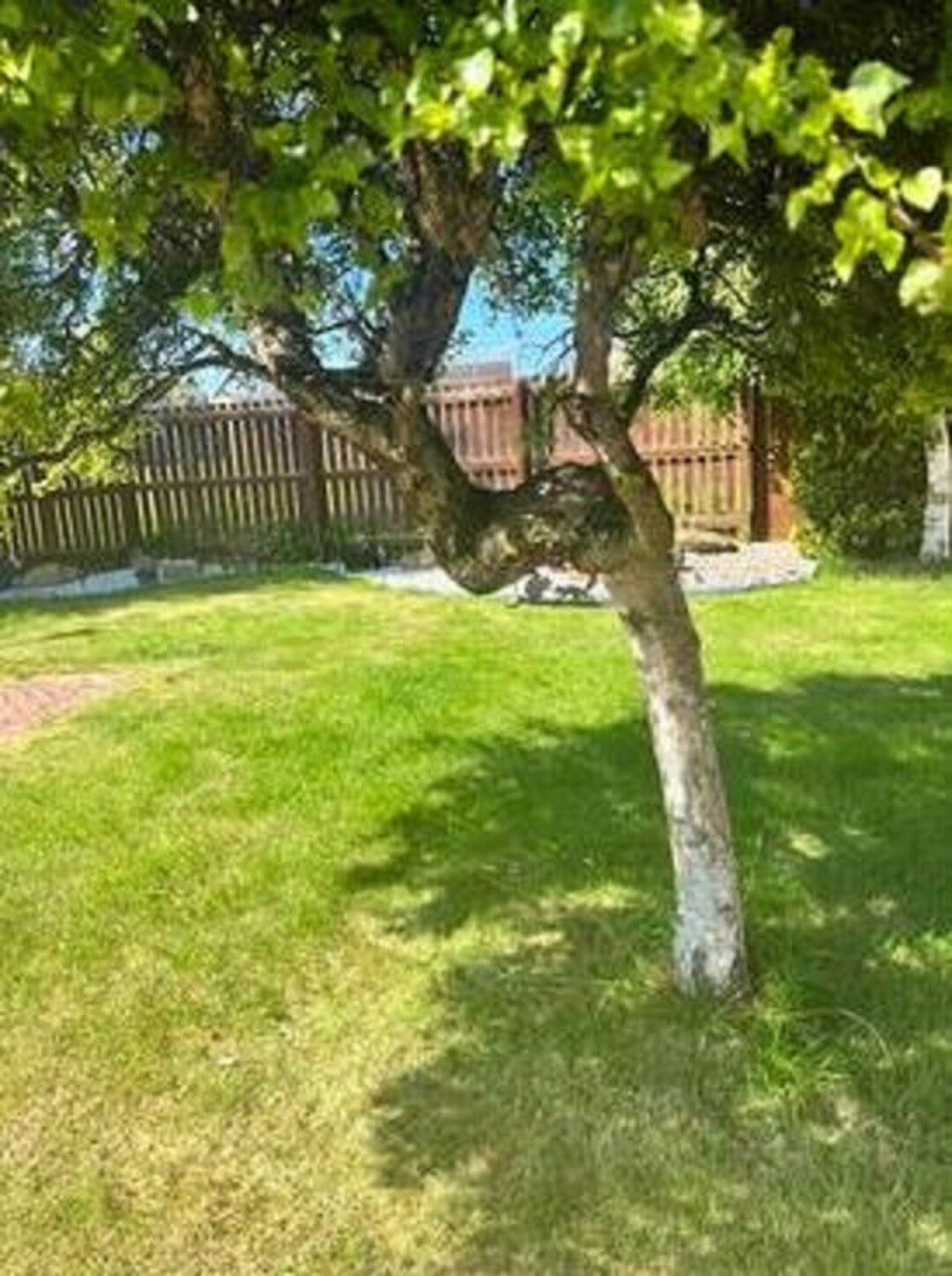 Steel Garden Tree Stakes Garden Art Various Animals Designed to Rust ...