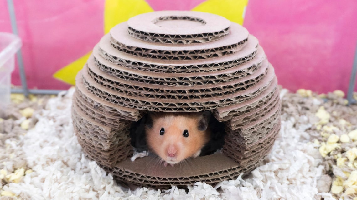 Double Corrugated Cardboard Circles per 15 Pcs. - Etsy