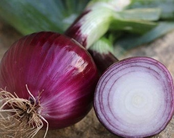 USA SELLER Ruby Red Onion long Day 100 Seeds HEIRLOOM Allium Cepa - Etsy