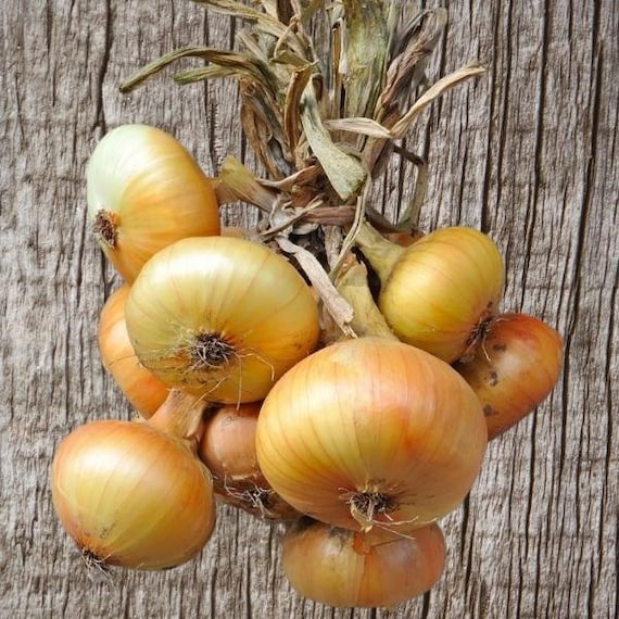 Yellow Granex PRR F1 Hybrid Onion Seeds - Etsy