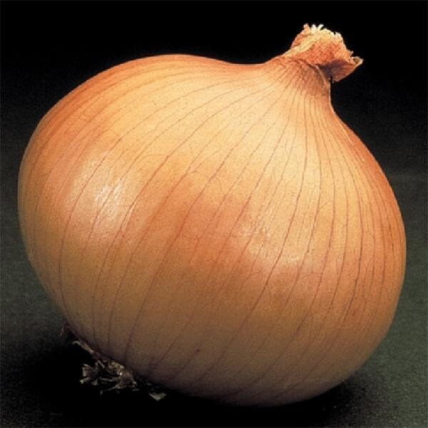 Yellow Granex PRR F1 Hybrid Onion Seeds - Etsy