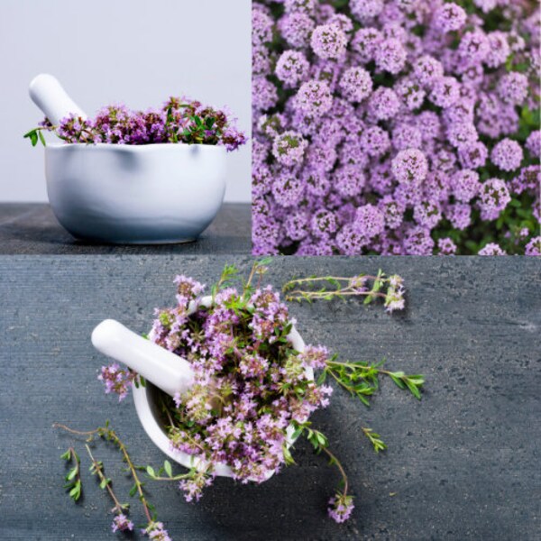 Creeping Thyme - Etsy