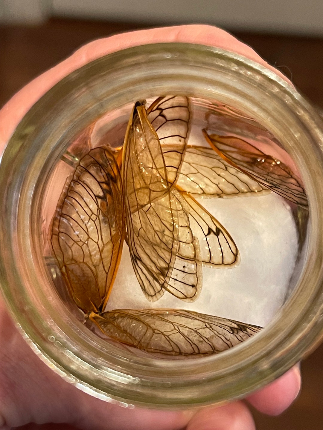 Stranger Wings: 10 Brood XIX Cicada Wings for Crafts, Jewelry Making ...