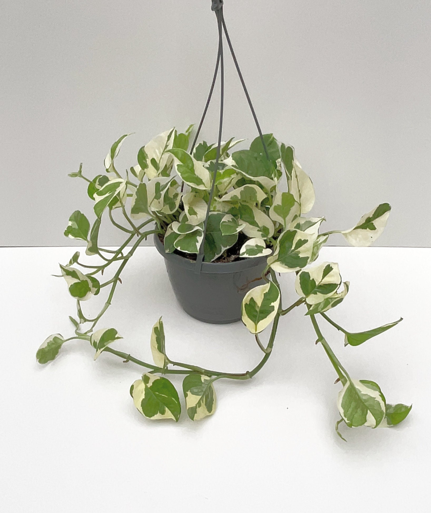 N'joy Pothos | Devil's Ivy in 17cm Pot | Lenght 70cm - Etsy UK
