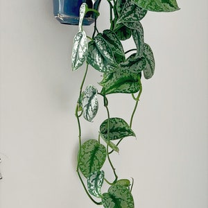 Scindapsus Pictus Trebie Pothos -satin Pothos Pot Size 15cm - Etsy UK