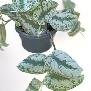 Scindapsus Pictus Trebie Pothos satin Pothos Pot Size 15cm - Etsy UK