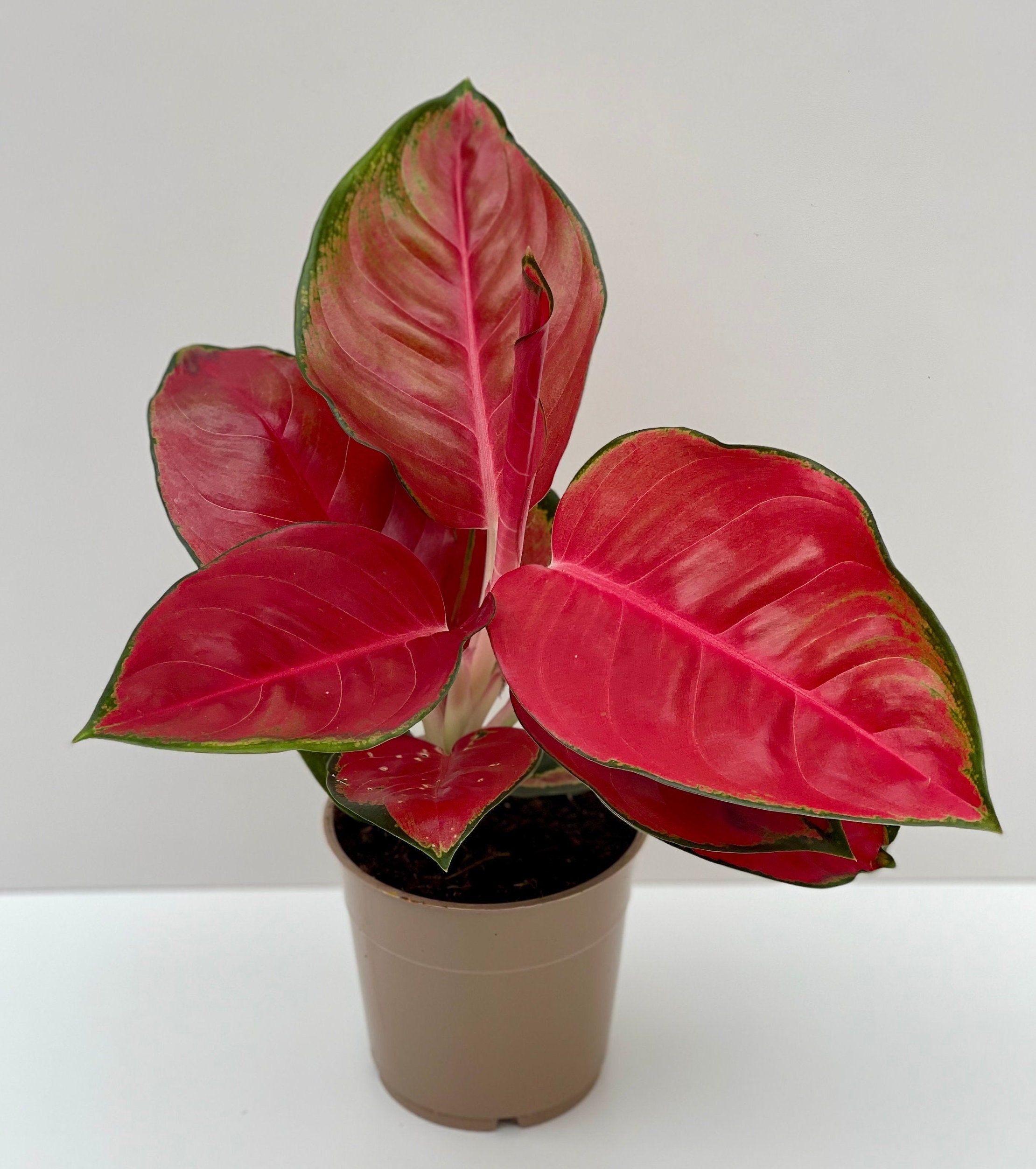 Aglaonema Red