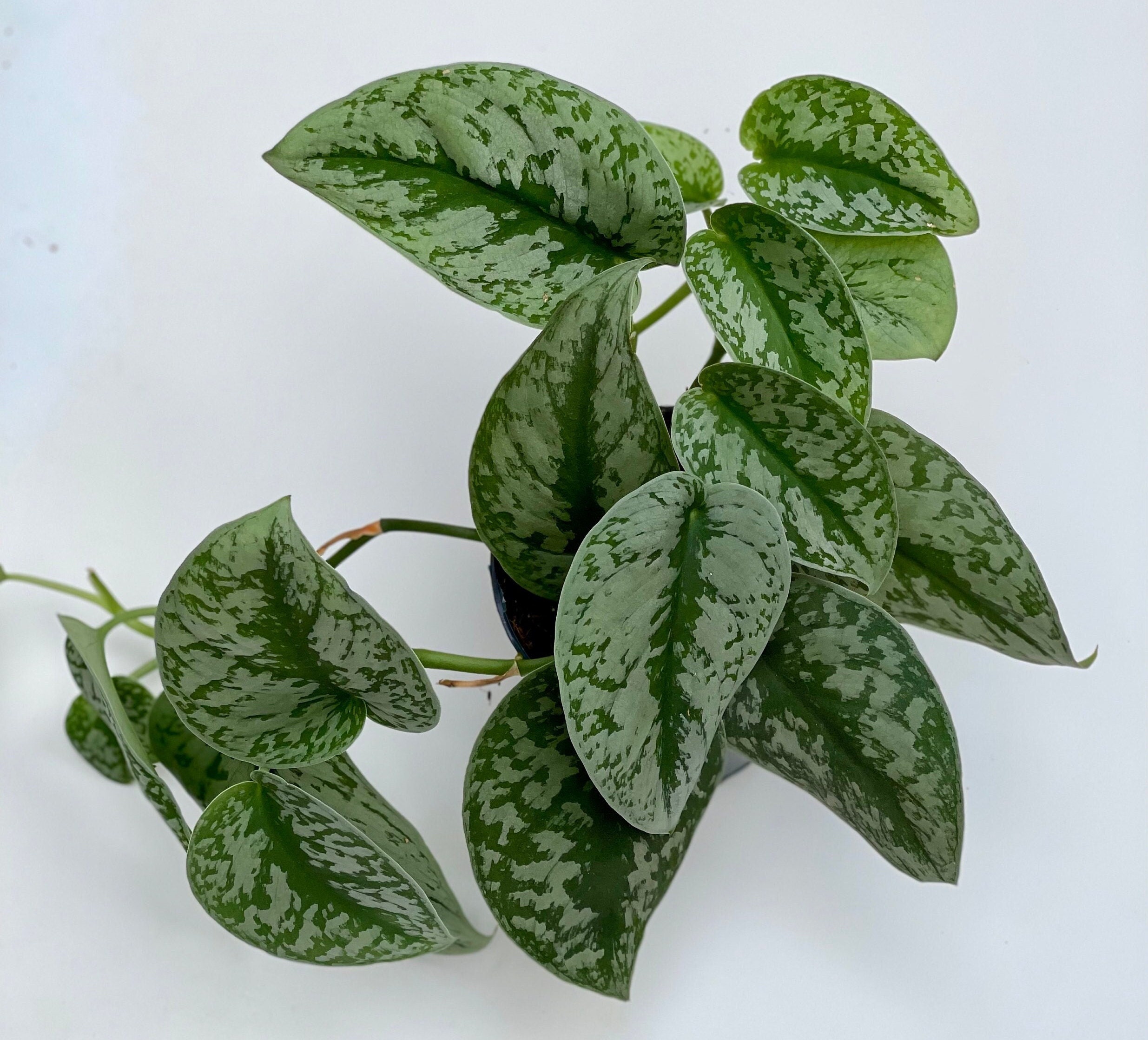 Scindapsus Pictus Trebie Pothos satin Pothos Pot Size 15cm - Etsy UK
