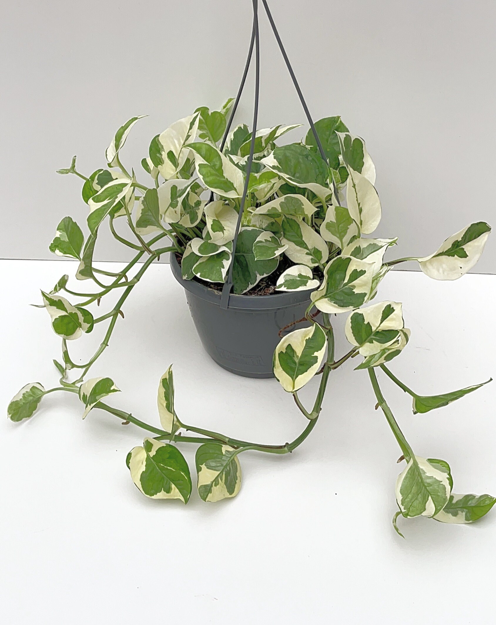 N'joy Pothos | Devil's Ivy in 17cm Pot | Lenght 70cm - Etsy UK