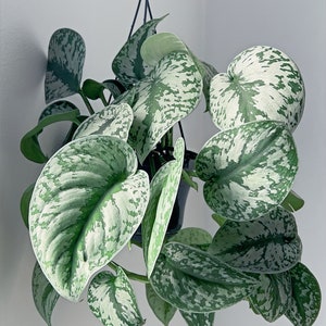 Scindapsus Pictus Trebie Pothos -satin Pothos Pot Size 15cm - Etsy UK