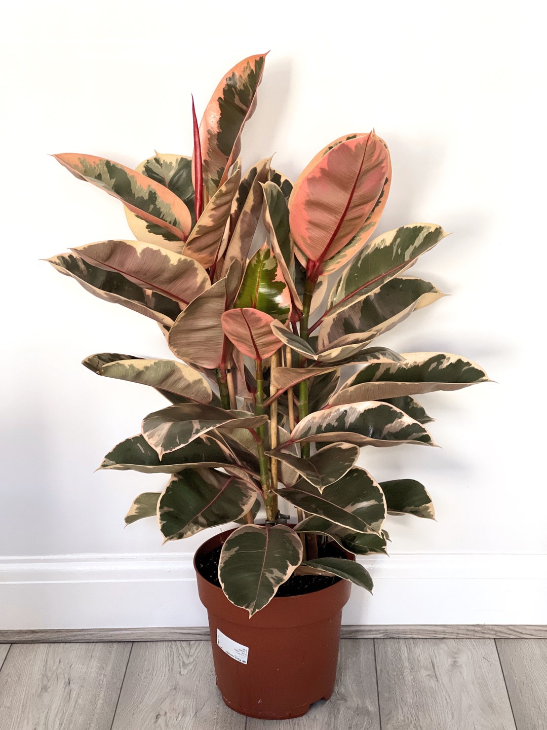 Variegated Ficus Elastica Belize - Rubber Plant -height 90cm Pot Size ...