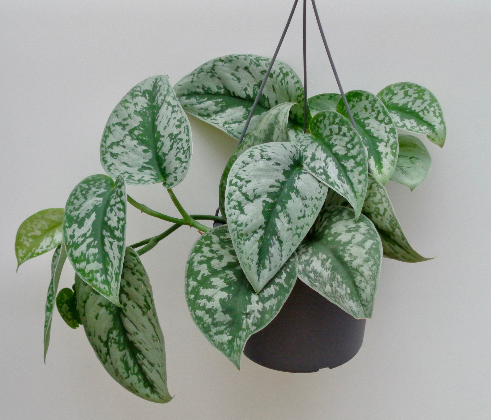 Scindapsus Pictus Trebie Pothos satin Pothos Pot Size 15cm - Etsy UK