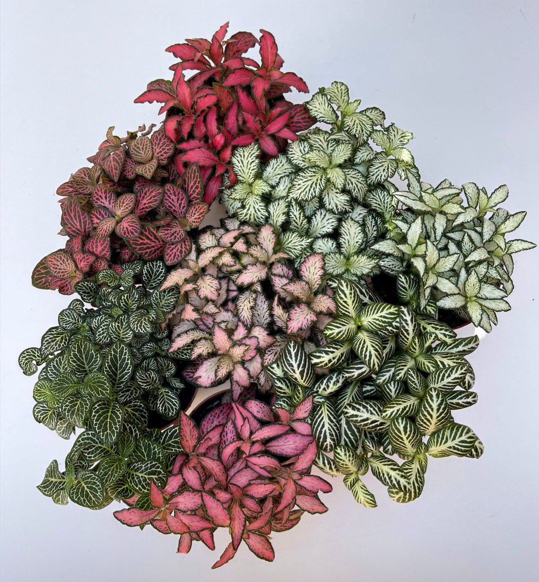 Fittonia Plant - Nerve Plants | Terrarium Plants | 8cm Pot Height 10cm ...