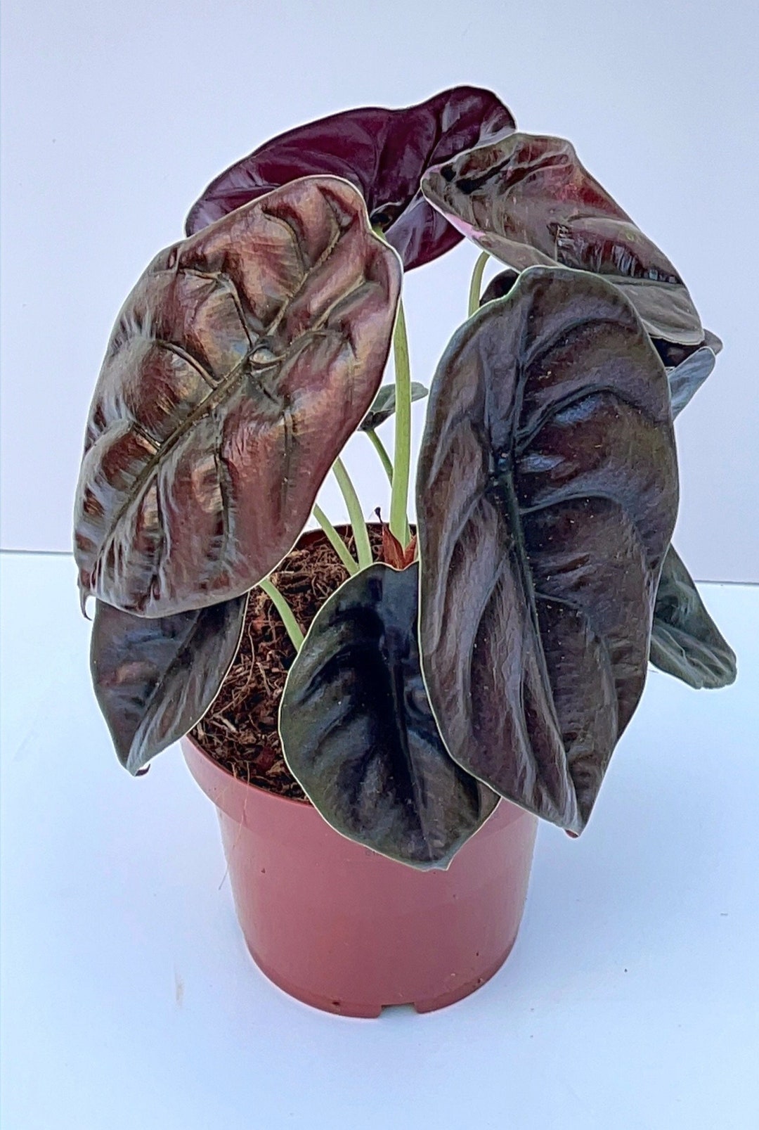 Alocasia Cuprea Red Secret | Rare Plant -height 30cm Pot Size- 14cm ...