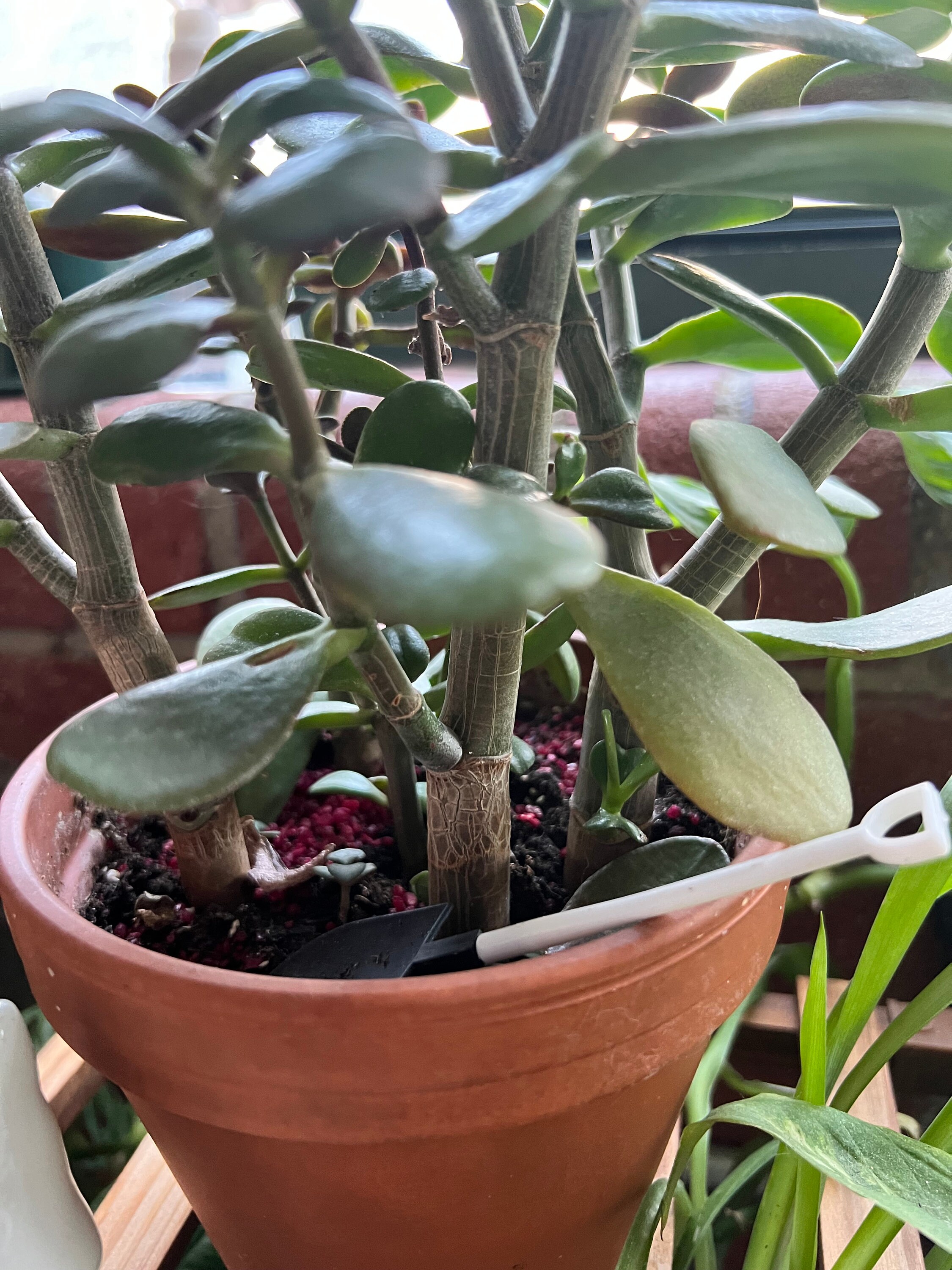 Mini Plant Pot Shovel | Cute Mini Garden Shovel - Etsy
