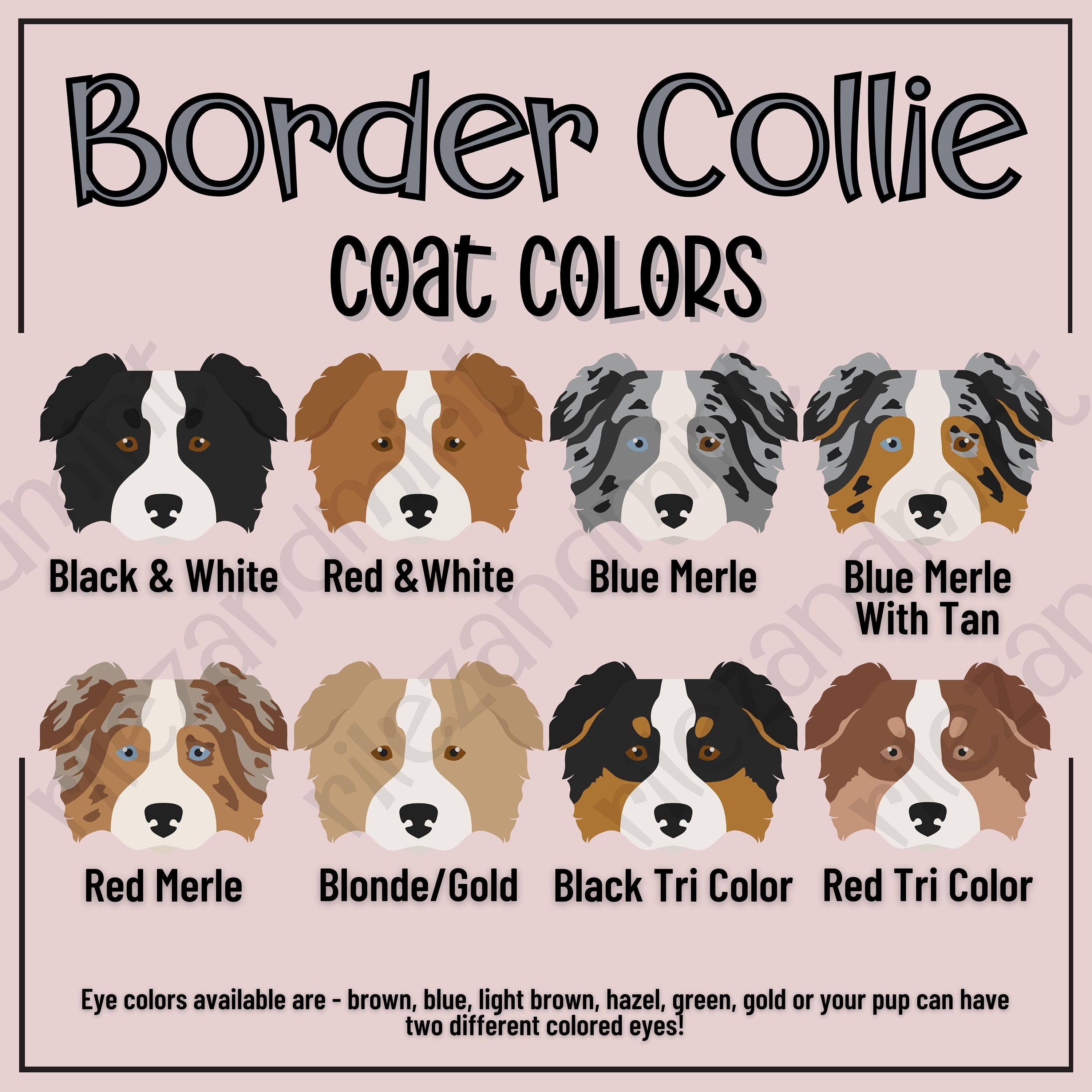 Odd Colored Border Collie