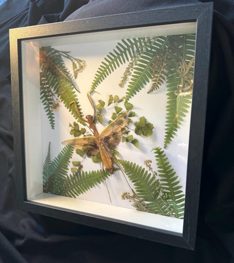 Dry Leaf Mantis Art Box - Etsy