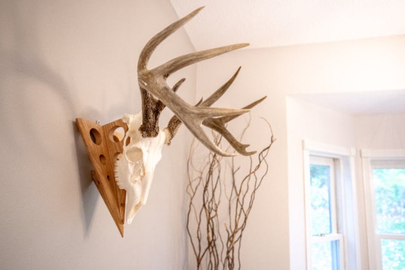 Arrowhead Shaped European Wall and Table Skull Mount - Etsy