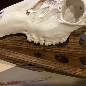 Arrowhead Shaped European Wall and Table Skull Mount - Etsy