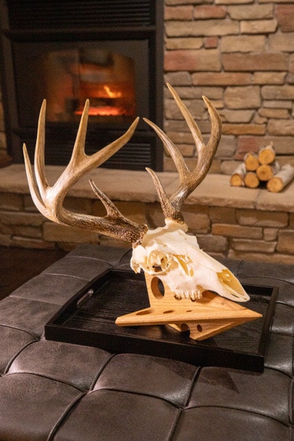 Arrowhead Shaped European Wall and Table Skull Mount - Etsy