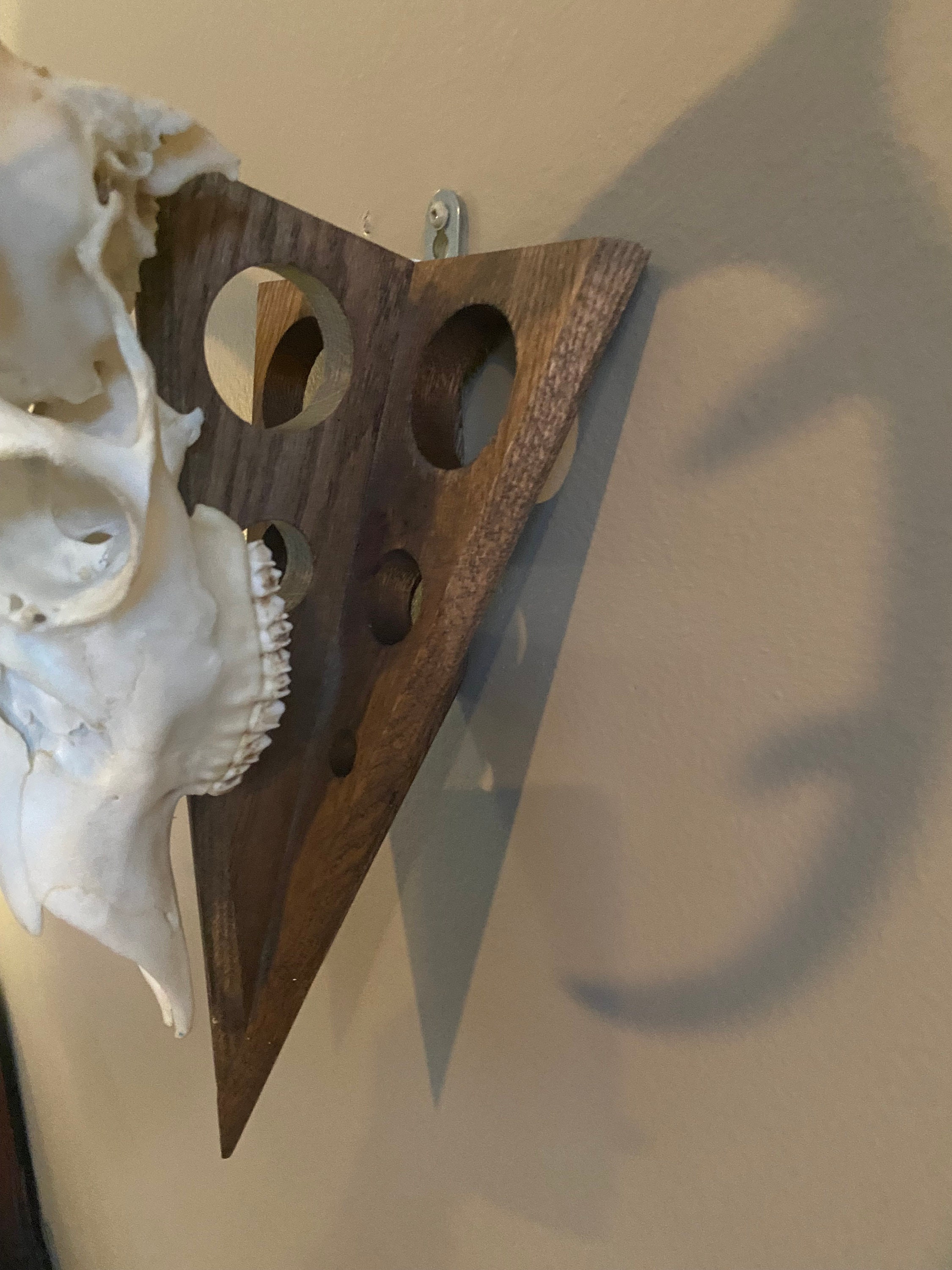 Arrowhead Shaped European Wall and Table Skull Mount - Etsy