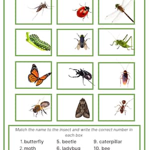 Science Packet Activity Book Insects Printables Kindergarten Digital ...