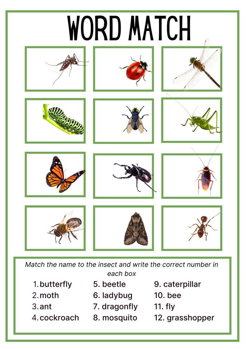 Science Packet Activity Book Insects Printables Kindergarten Digital ...