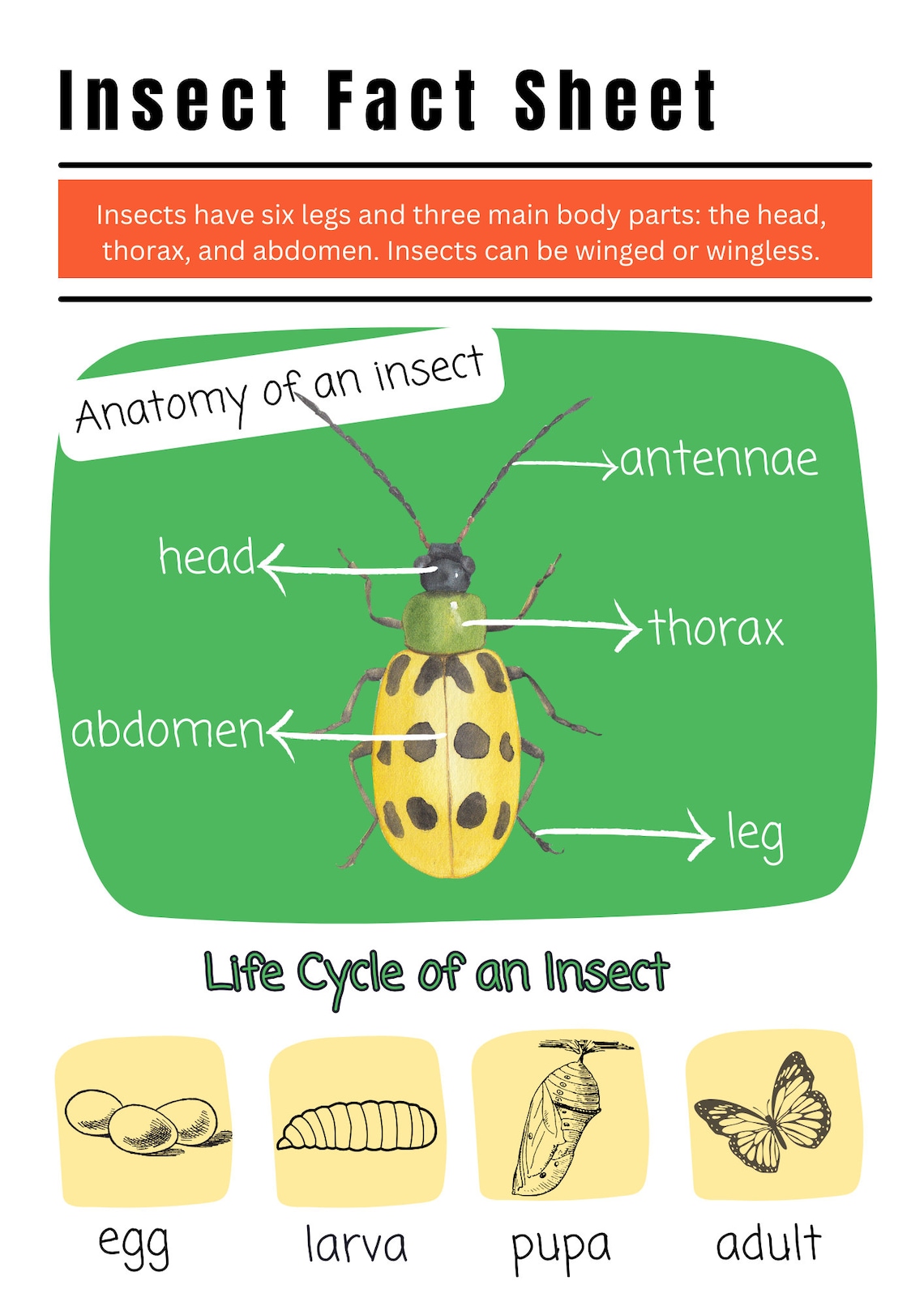 Science Packet Activity Book Insects Printables Kindergarten Digital ...