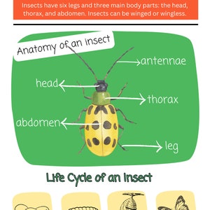 Science Packet Activity Book Insects Printables Kindergarten Digital ...