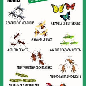Science Packet Activity Book Insects Printables Kindergarten Digital ...