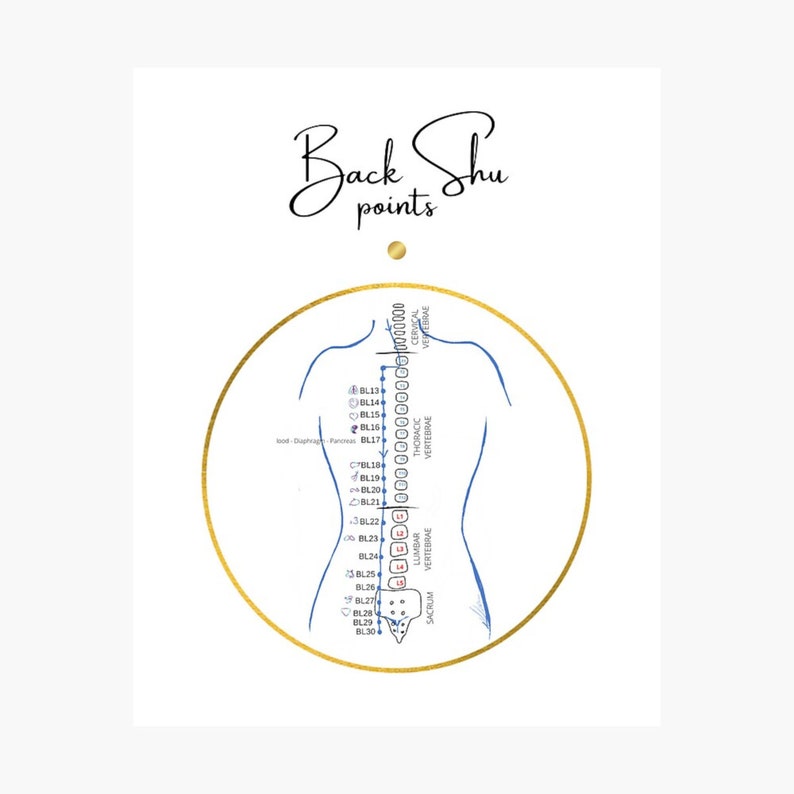 Acupuncture Back Shu Points Poster, 8x10, 11x14, Instant Download ...