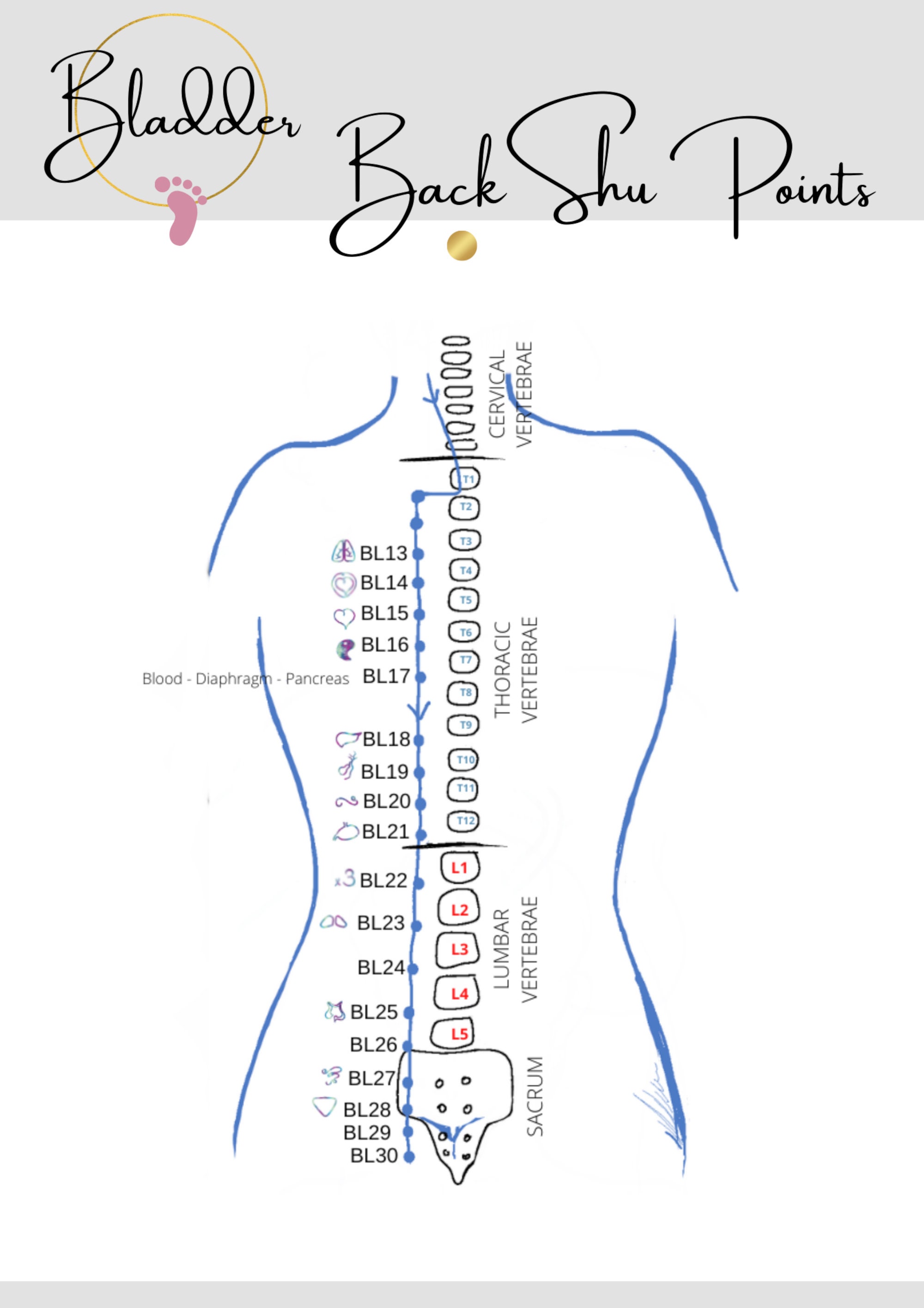 Acupuncture Poster 12 Meridians, ENGLISH Version, PDF PACK 14 Pages ...