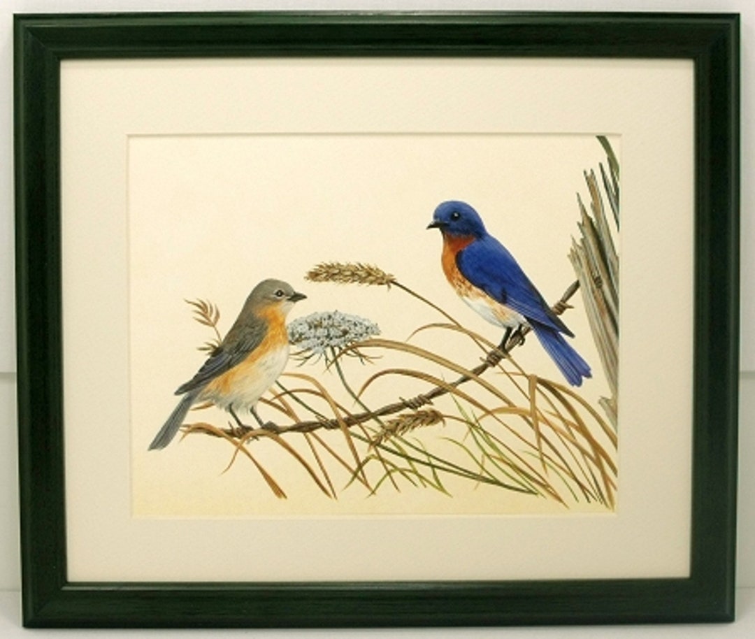 Audubon Bluebird Bird Print 10x12 Wildlife Wall Decor Framed Vintage ...