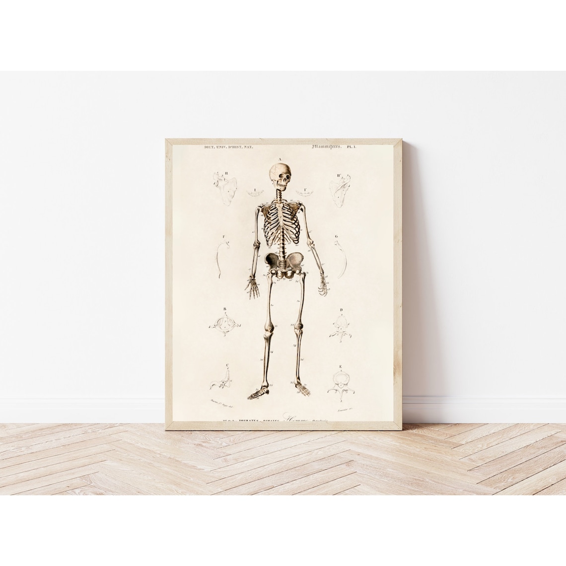 Vintage Human Skeleton Illustration Printable, Antique Medical Prints ...