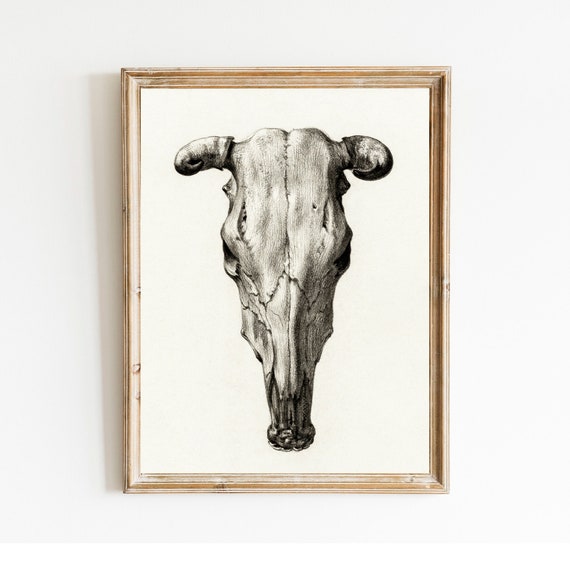 A Pencil and Chalk Drawing of the Skull of a Cow PRINTABLE - Etsy
