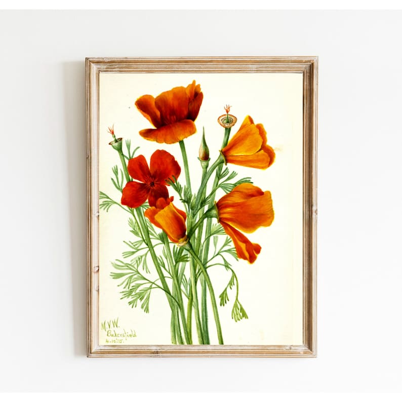 Vintage Poppy Painting PRINTABLE, Botanical Red Flower Plant Kitchen ...