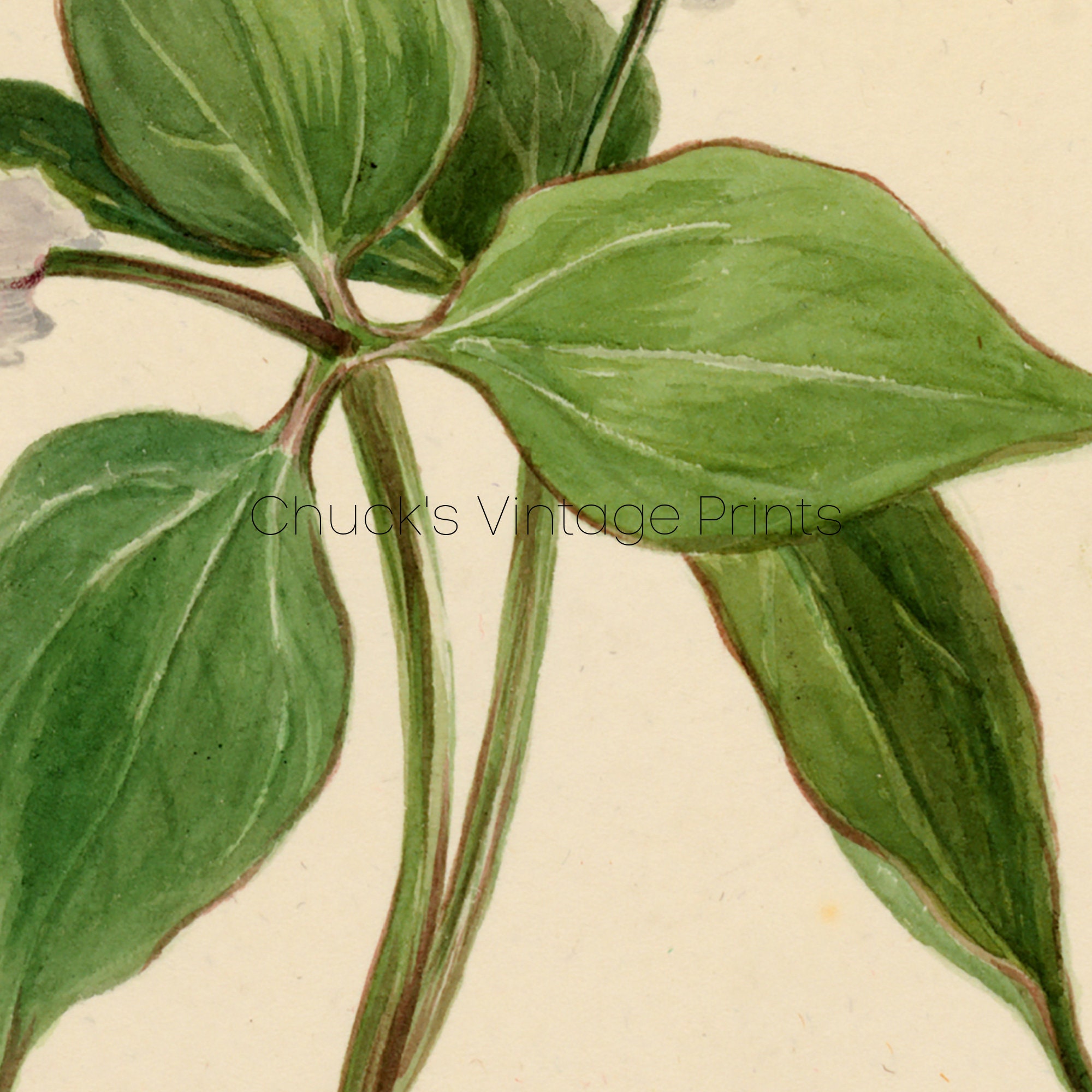 Vintage Botanical Printable Painted Trillium Antique Digital Wall Art ...