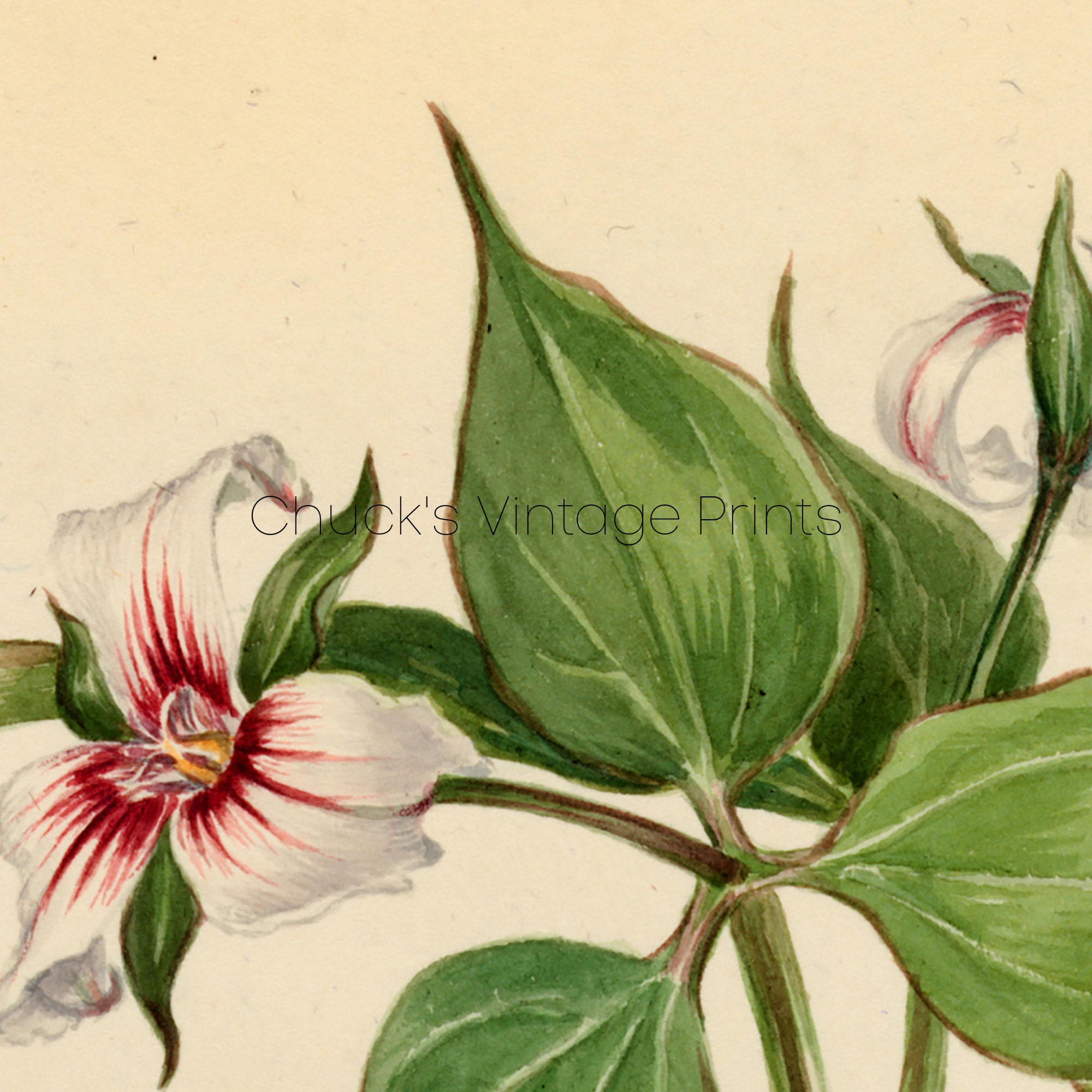 Vintage Botanical Printable Painted Trillium Antique Digital Wall Art ...