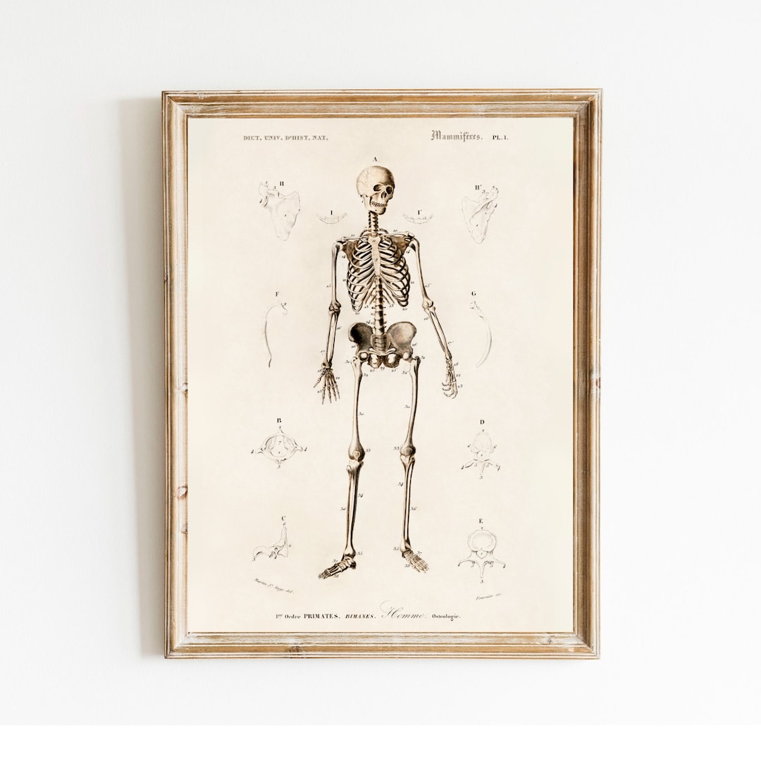 Vintage Human Skeleton Illustration Printable, Antique Medical Prints ...