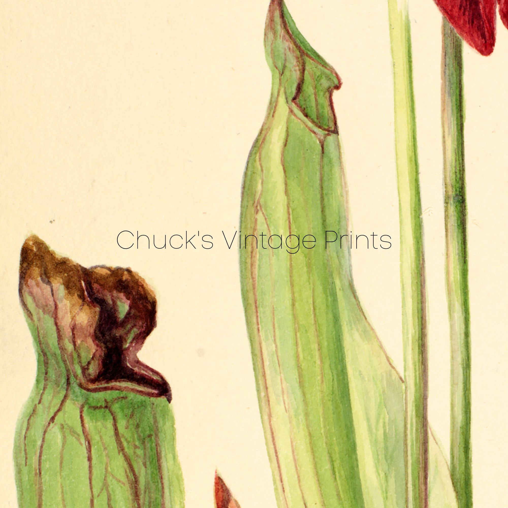 Vintage Botanical Printable Hybrid Pitcher Plant Antique Digital Wall ...